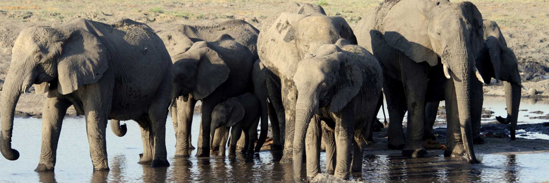 Human Disturbance | Hillary Young Lab | Ecology, Evolution, and Marine ...